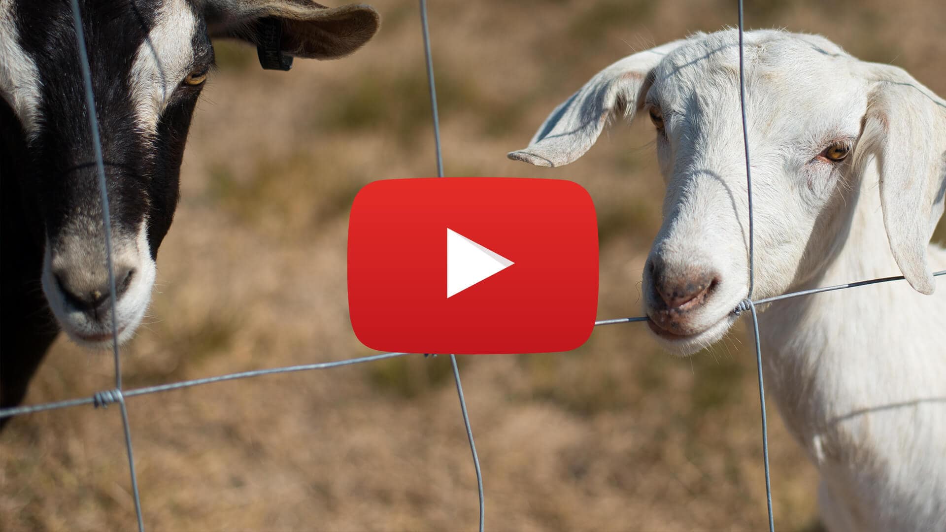 Goat Farm Tours in South East Queensland | Naughty Little Kids